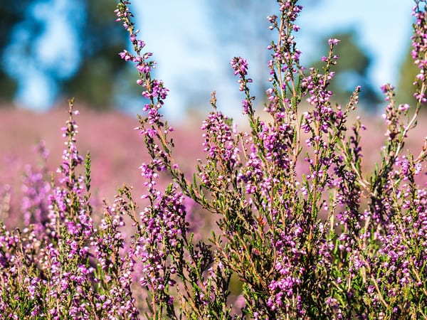 Natuur - Heide - Natuurbegraafplaats Koningsakker