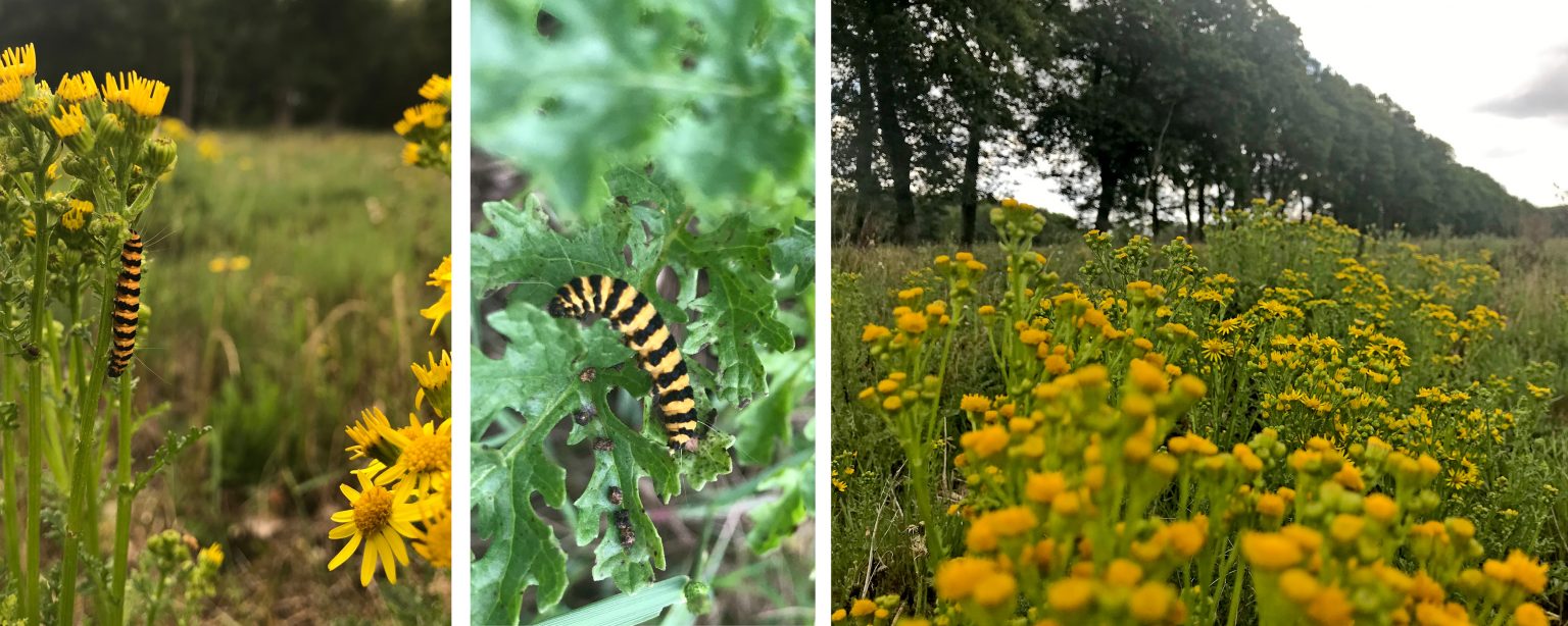 Gestreepte rups op het Sint-Jacobskruiskruid - Natuurbegraafplaats ...
